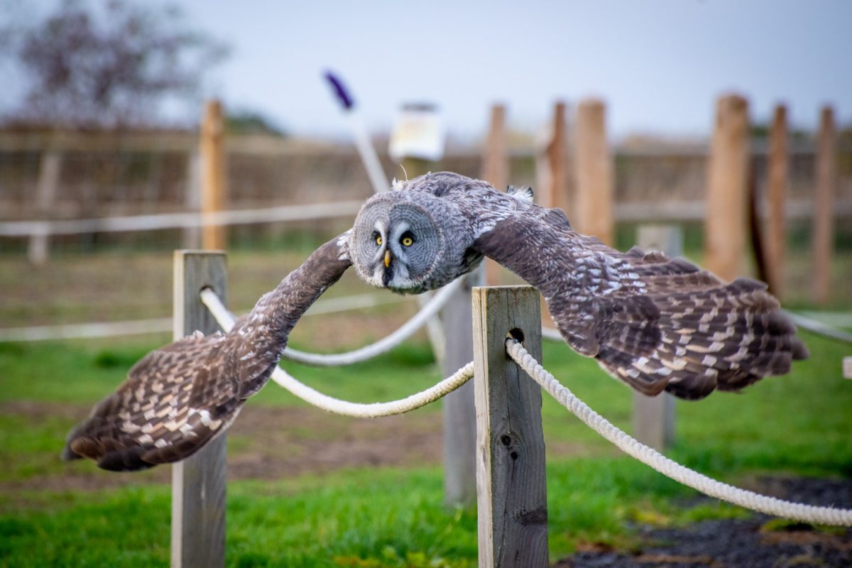 Bird of Prey Encounter – Full Day – Herrings Green Farm