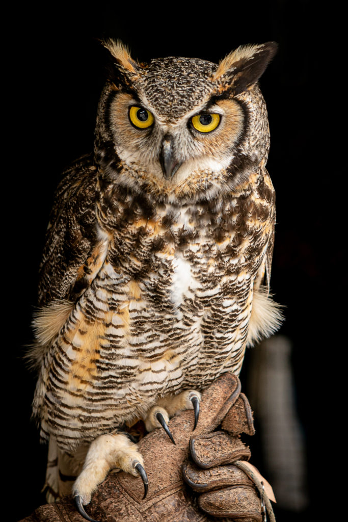 Owl Experience Half Day – Herrings Green Farm