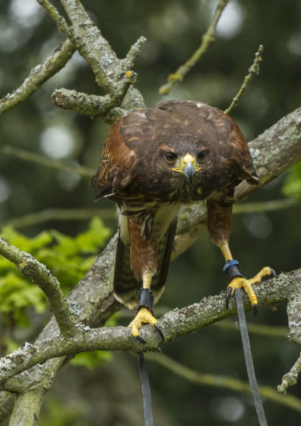 Hawking Experience – Half Day – Herrings Green Farm
