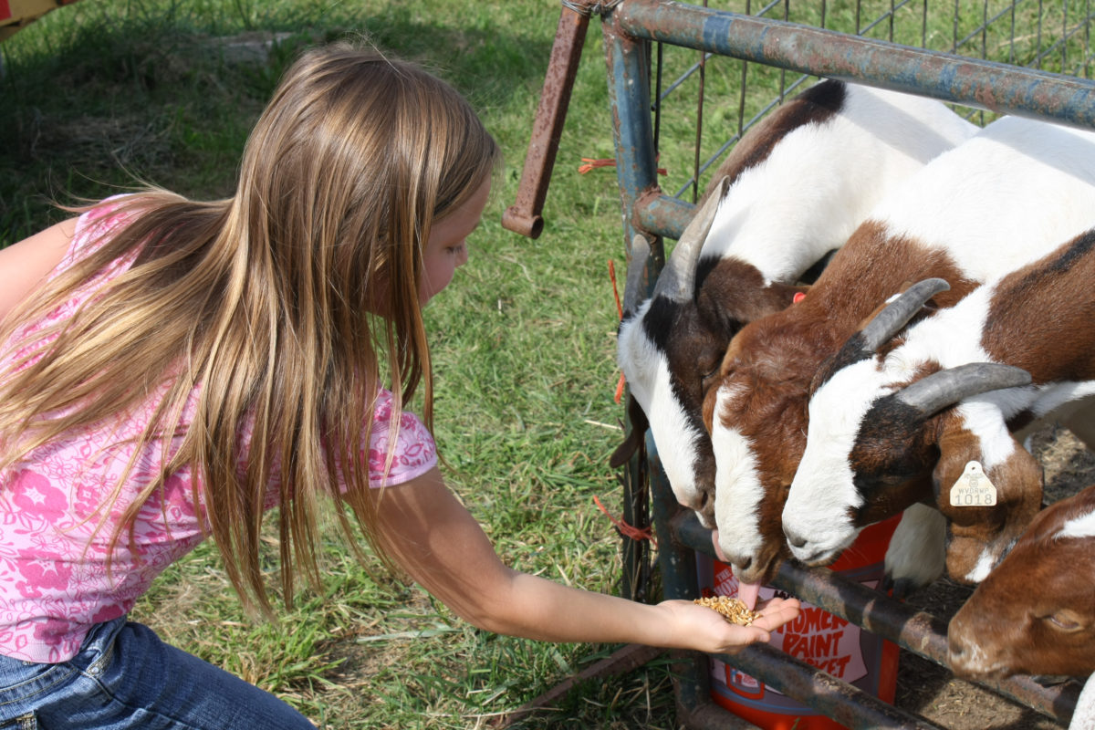 Junior Animal Keeper Day – Herrings Green Farm