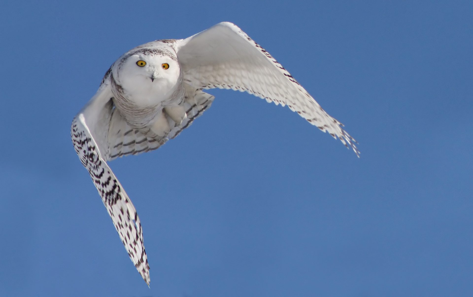 2 Hour Frosty Feathers – Herrings Green Farm