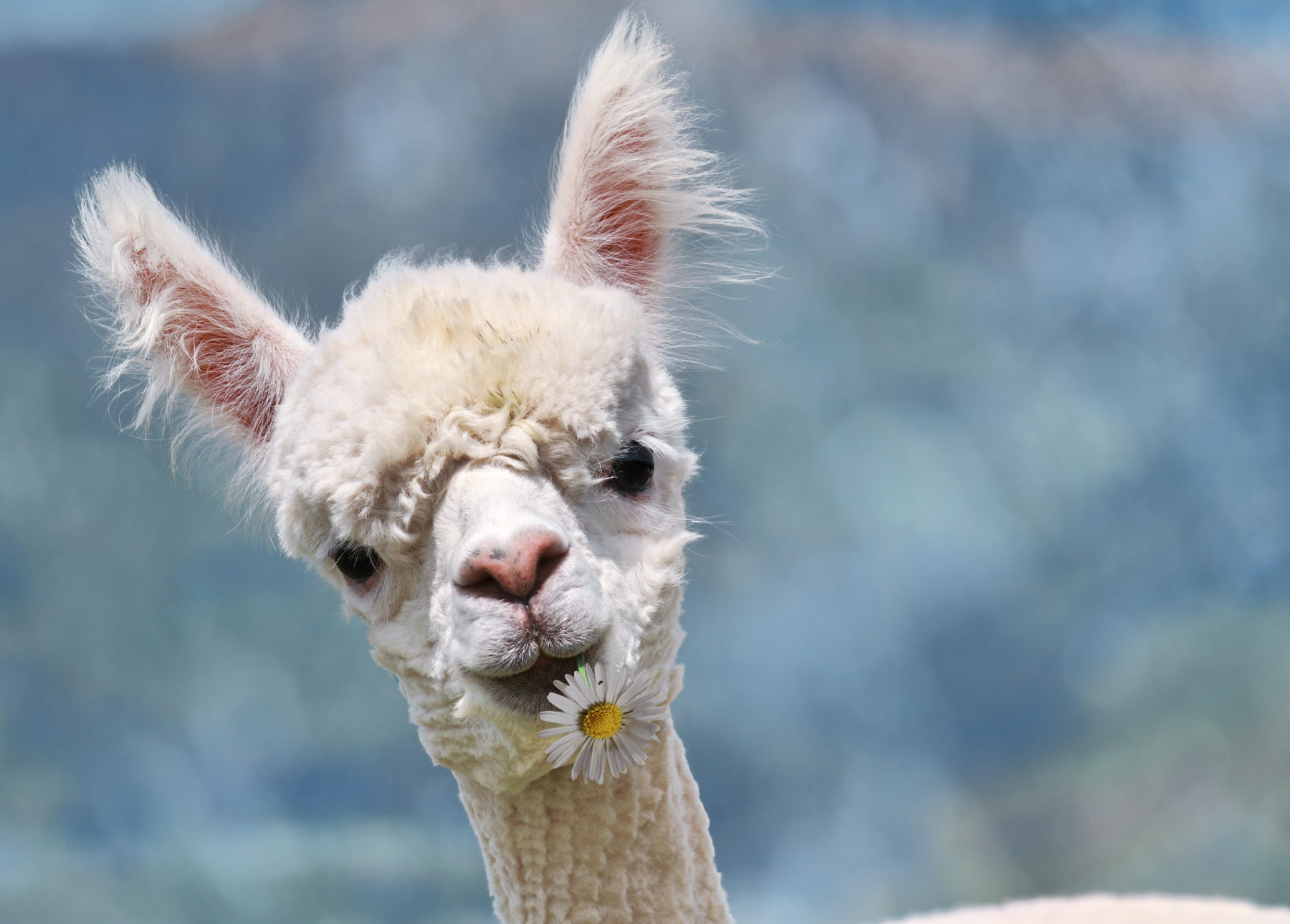 Tea with Alpacas for two – Herrings Green Farm