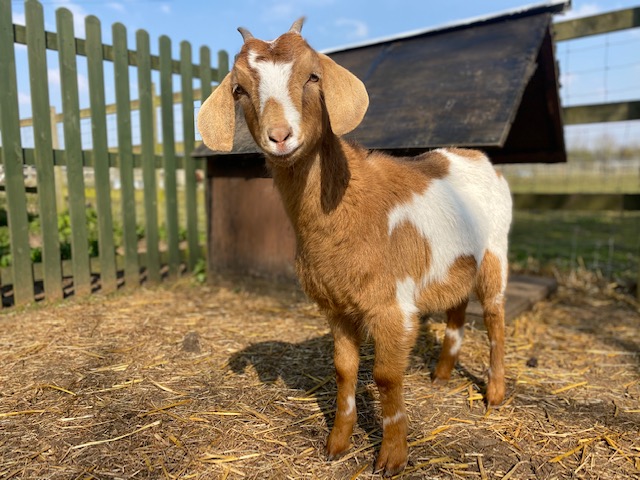 Tea with Goats for Two – Herrings Green Farm