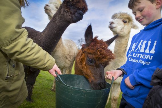 2 Hour Junior Animal Encounter – Herrings Green Farm