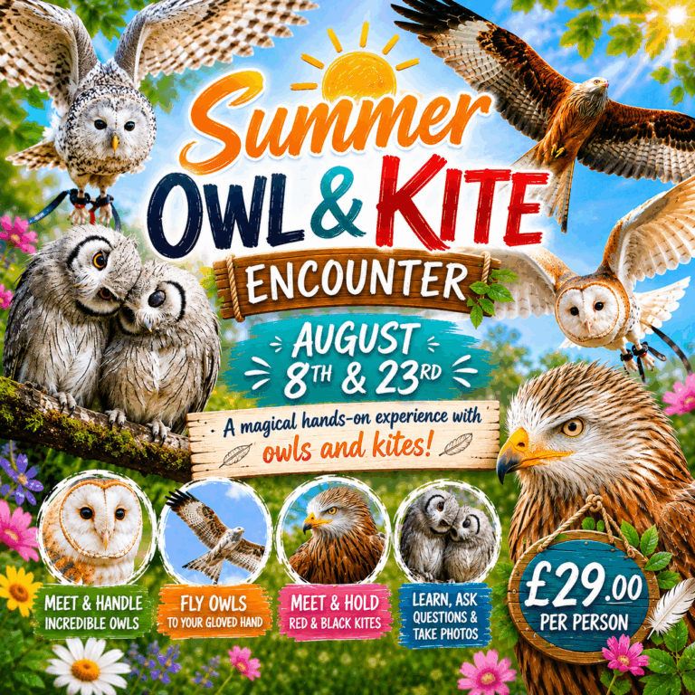 Owl & Kite Encounter – August 8th & 23rd 10.00 – Herrings Green Farm